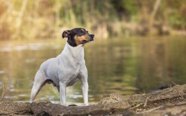 Spanish Jack Russell - Ratonero Bodeguero